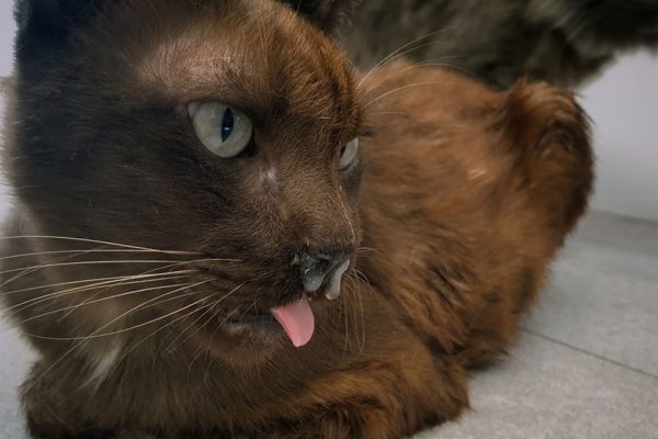 All About Cat Colds: Feline Respiratory Infections - Heartland ...